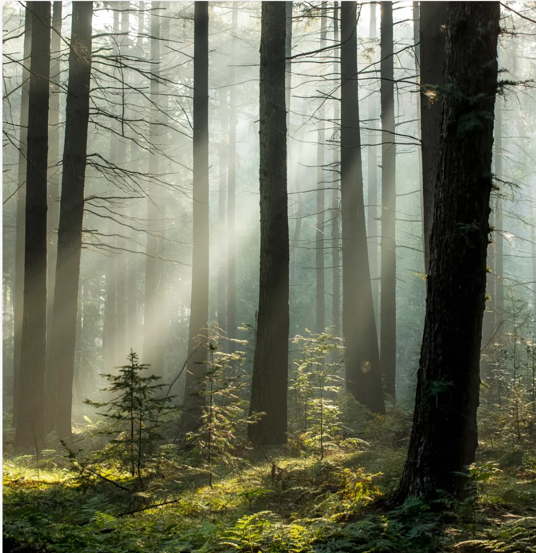 Chestnut Carbon получает 160 миллионов долларов на превращение старых ферм в леса | Форум MMGP